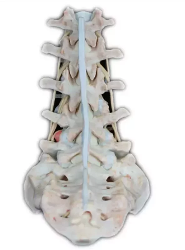 Understanding Anatomical Movements: A Guide for Modern Medical ...