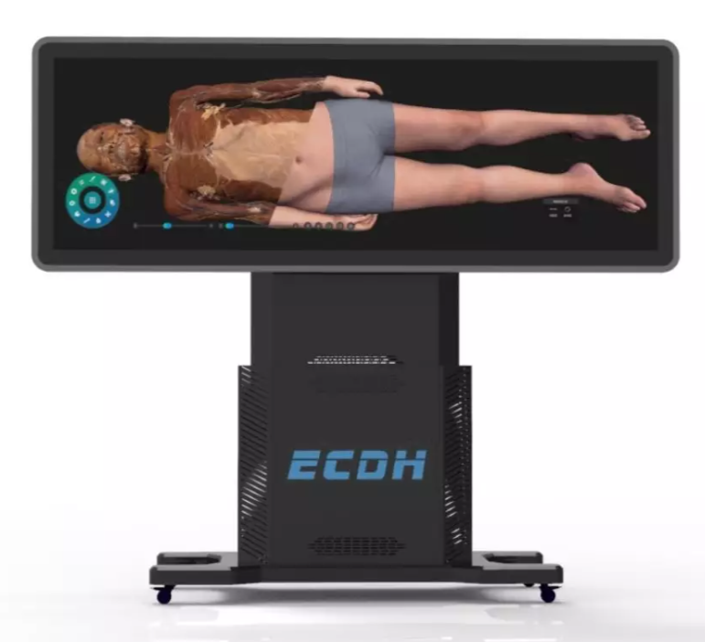 A Guide to Interpreting Digital Models: How to Read a Virtual Human ...